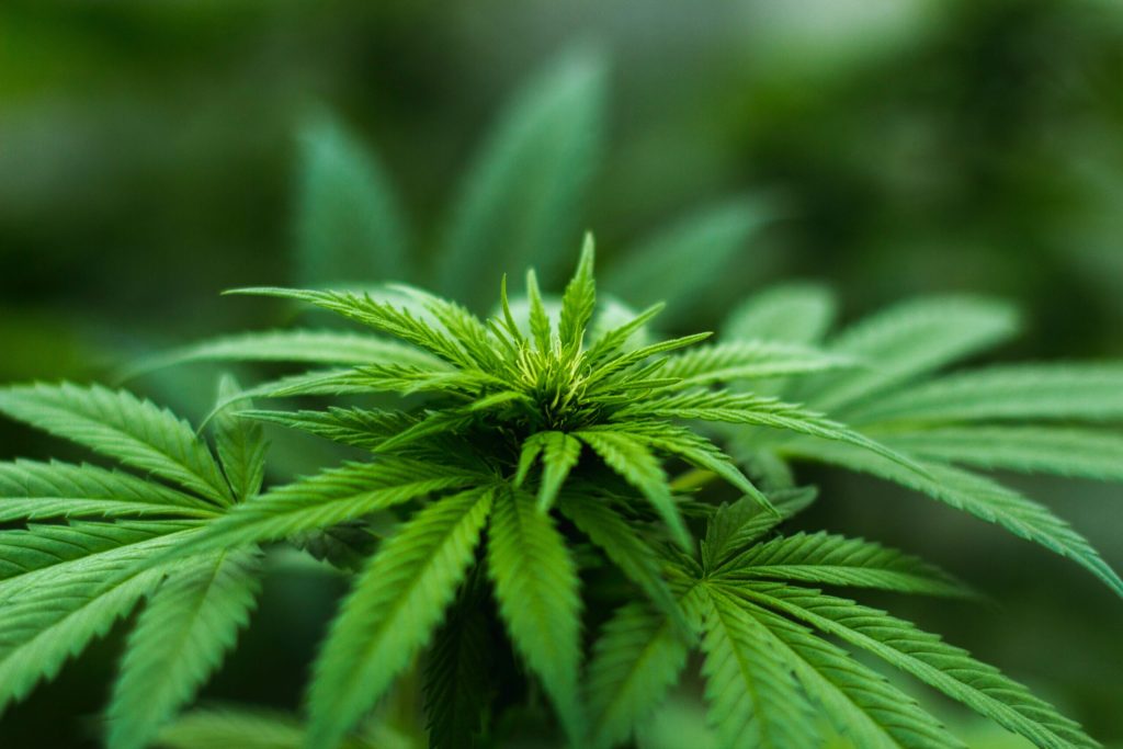 Marijuana and the Eyes - Ideal Eye Surgery